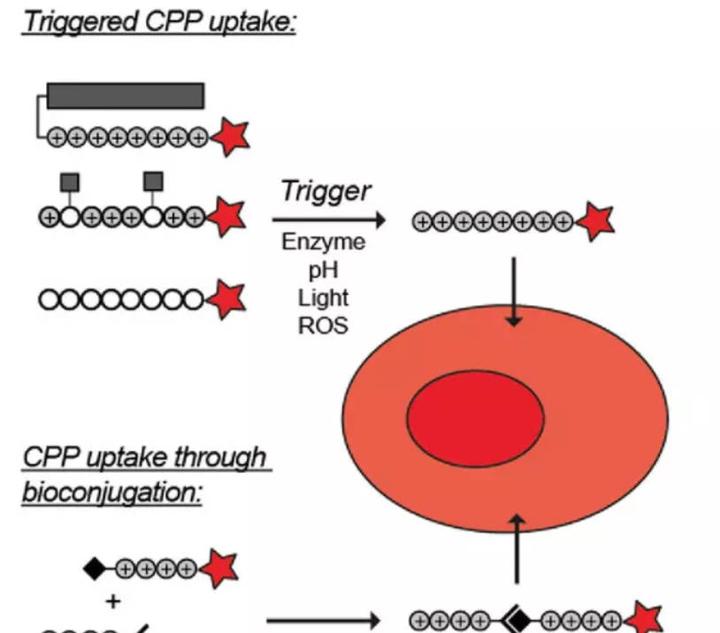 综述 || 可激活细胞穿透肽ACPPs (2004-2020) - 知乎
