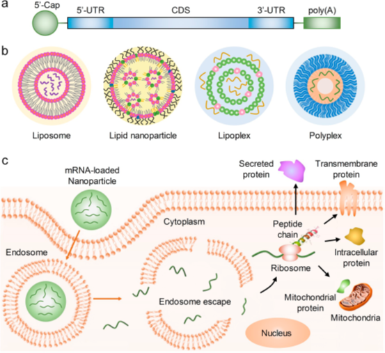 重磅！全球mRNA制药全景图 - 知乎