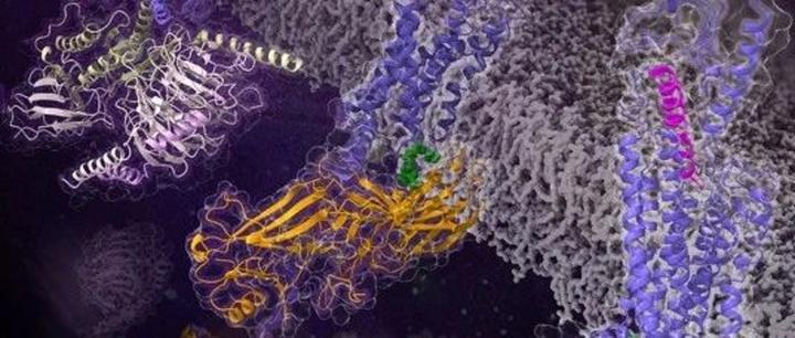 B类GPCR与Arrestin复合物结构揭示信号转导新机制 - 知乎