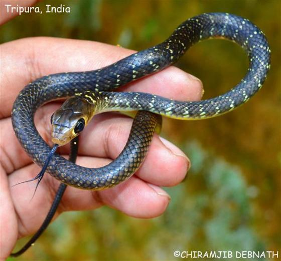 Ptyas 鼠蛇属 - 知乎