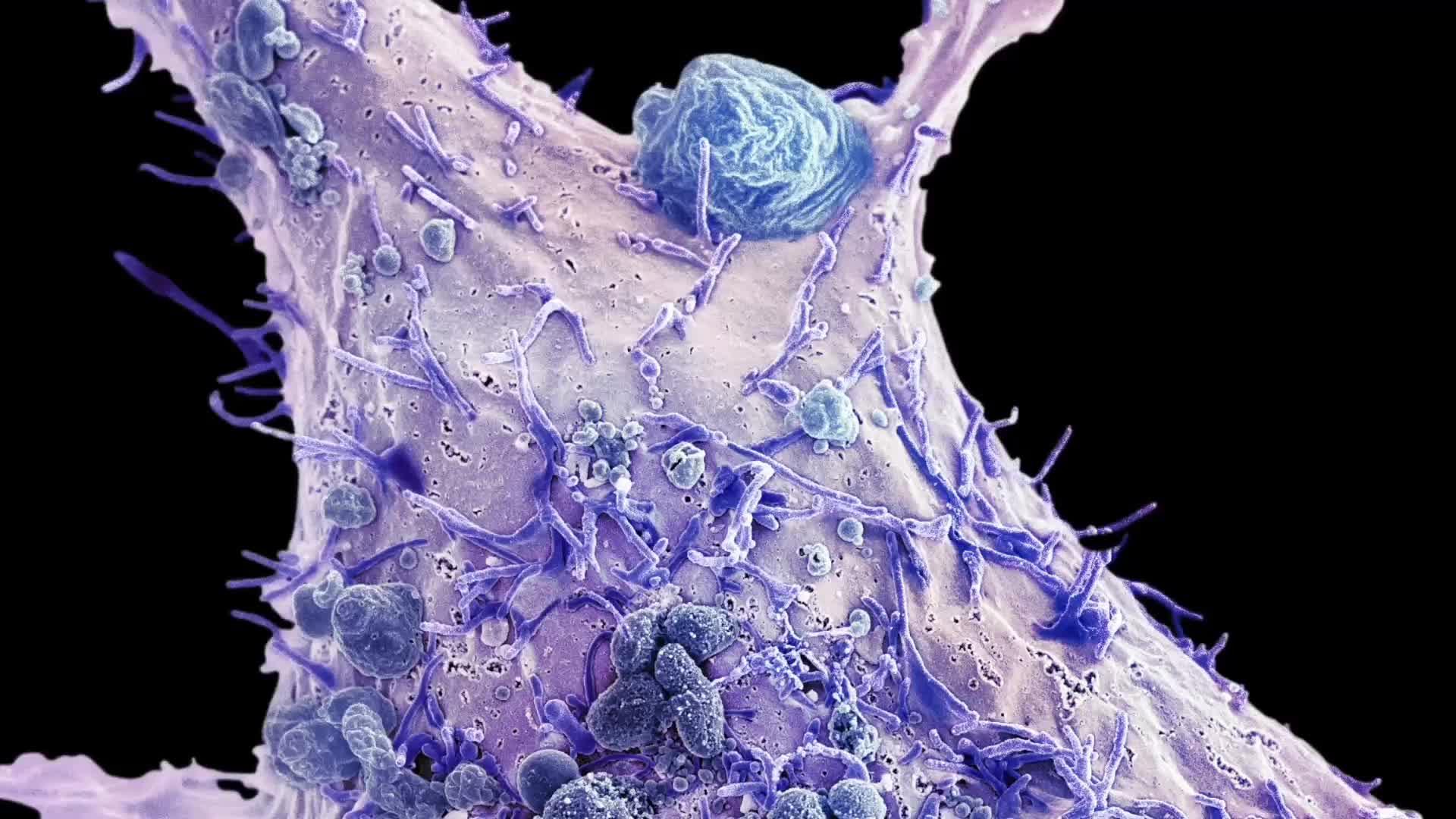 【细胞小讲堂】4T1—小鼠乳腺癌细胞的全面剖析：特点、应用、培养方法与研究进展 - 知乎