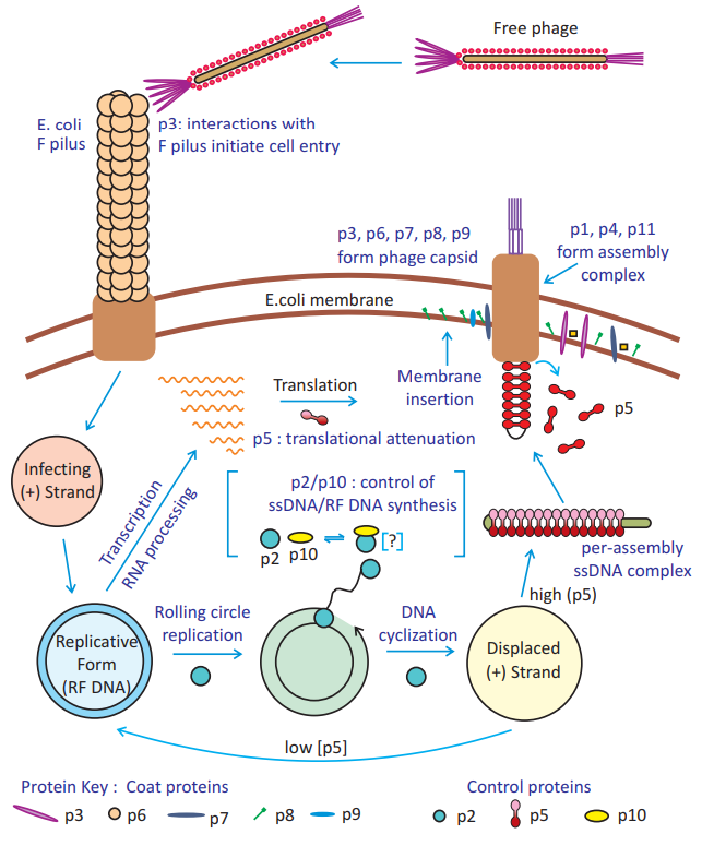 M13噬菌体-重组DNA技术 - 知乎