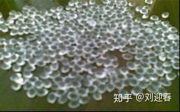 热熔胶粉/粉末涂层EAA 5980I - 知乎