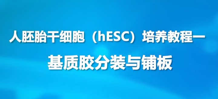 人胚胎干细胞（hESC）培养教程 - 知乎