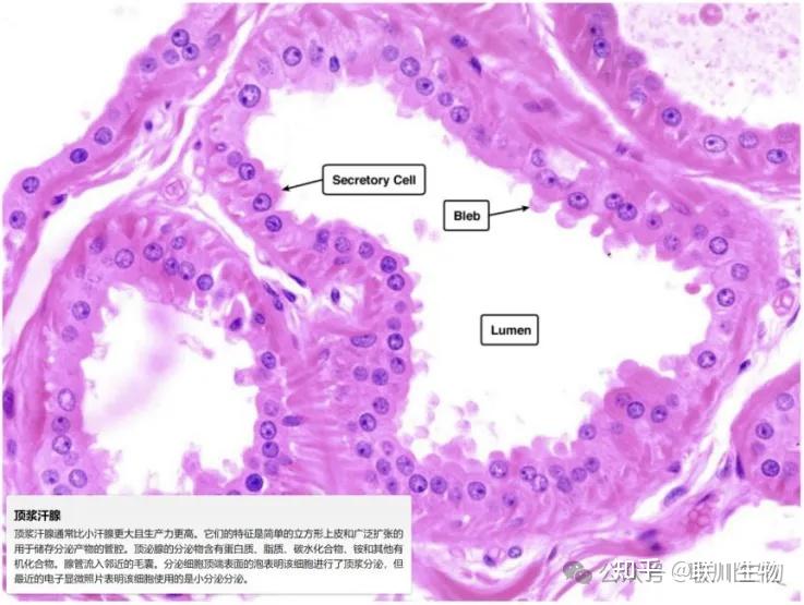 速速收藏！皮肤实验手册之组织结构与细胞类型对应深度解析|皮肤实验指南 - 知乎