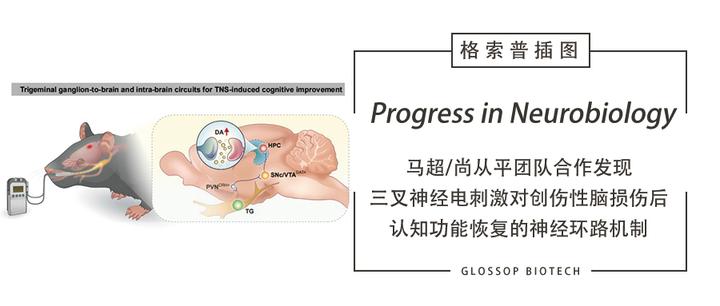 Prog Neurobiol︱马超/尚从平团队合作发现三叉神经电刺激对创伤性脑损伤后认知功能恢复的神经环路机制 - 知乎