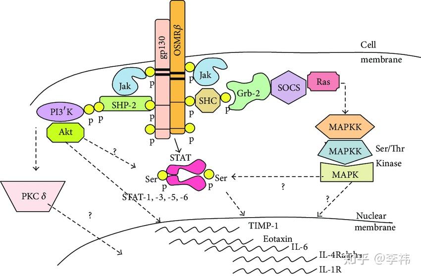 什么是Oncostatin M Receptor（OSMR）？ - 知乎