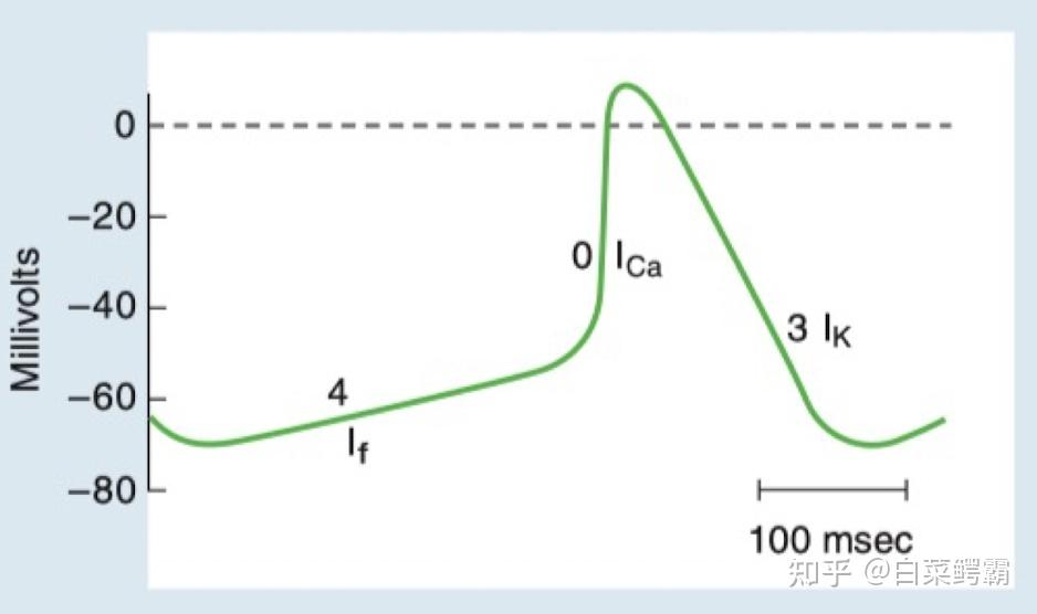心血管系统｜心脏电生理 Cardiac Electrophysiology - 知乎