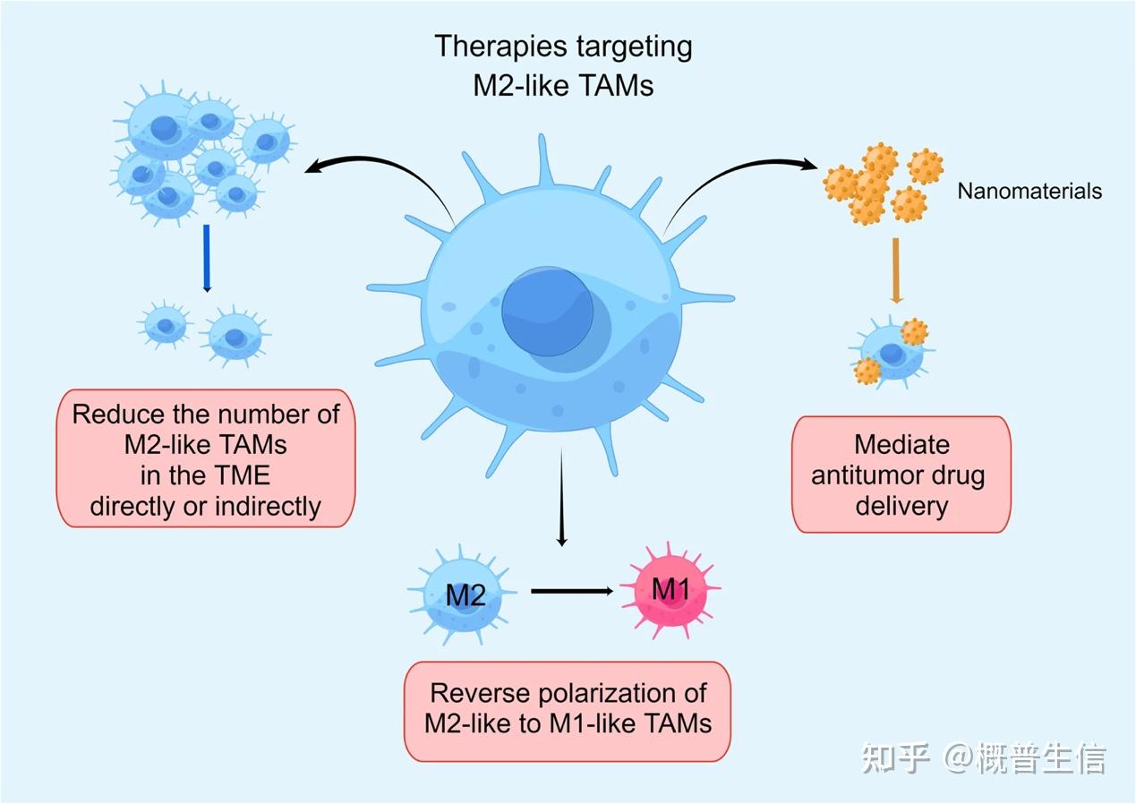 What? Why? How? 关于M2类肿瘤相关巨噬细胞的一切 - 知乎