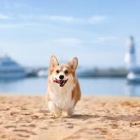 如何依据RECIST 1.1 衍生BOR (ADRS) - 知乎