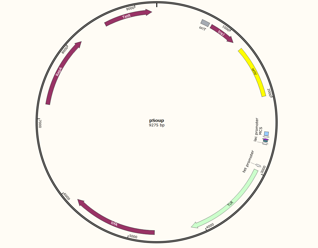 怎么让两种质粒共存在同一个微生物细胞中？ - 知乎