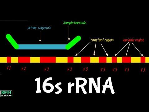 16S rRNA-定义、特点、功能及应用 - 知乎