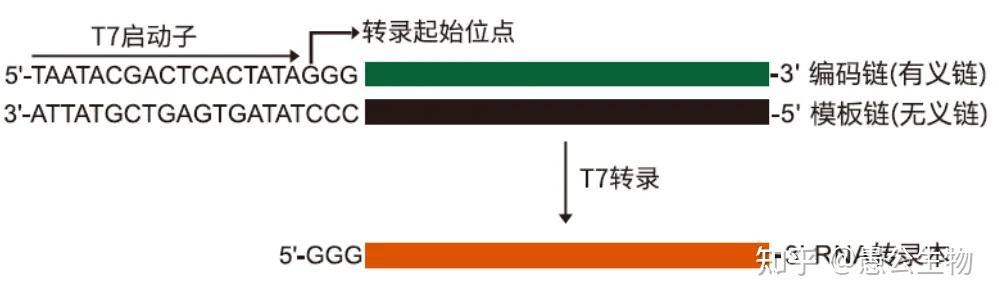 T7 High Yield RNA Synthesis Kit：高效合成 RNA 的得力助手 - 知乎