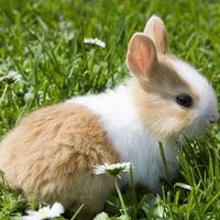 【论文解读】VAD: Vectorized Scene Representation for Efficient Autonomous Driving - 知乎