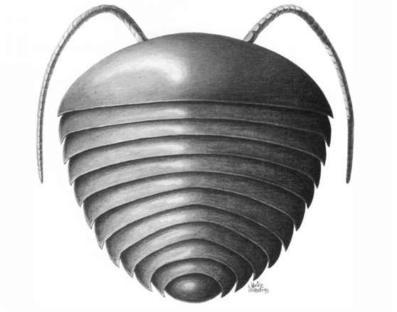 寒武百虫录:类肢动物（2）小鳞片虫属（Squamaeula） - 知乎