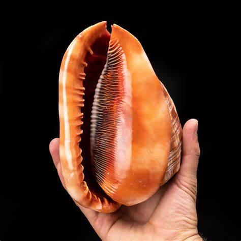 shell基础（3: 特殊shell扩展变量） - 知乎