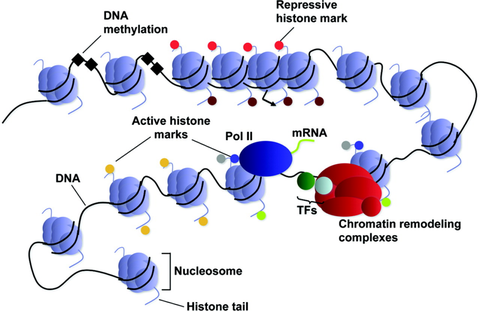什么是ChIP？——ChIP原理概述 - 知乎