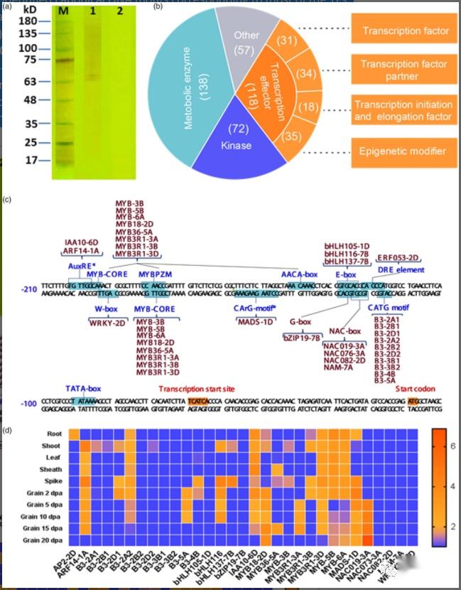 【Plant Biotech J】转录因子Glu-1的高效蛋白质组鉴定：小麦TaB3-2A1功能验证的案例 - 知乎