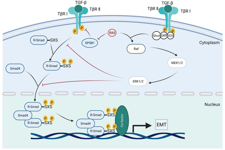 TGF-β 信号通路相关综述（2） - 知乎