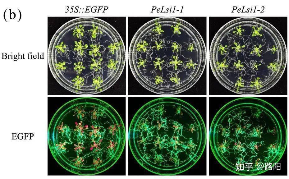 做分子鉴定真菌，用的是通用引物ITS1和ITS4，有个真菌PCR扩增3次都没扩出来，各位知道是为什么？ - 知乎