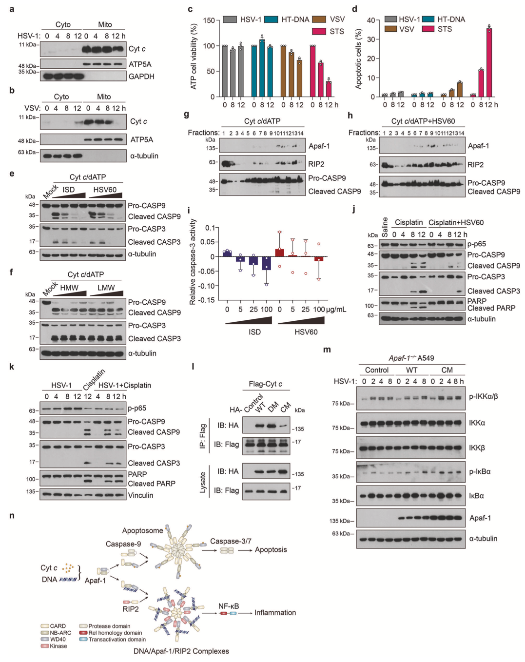Cell Discovery丨Apaf-1是一种进化保守的DNA传感器，可控制细胞凋亡和炎症之间的命运转换 - 知乎