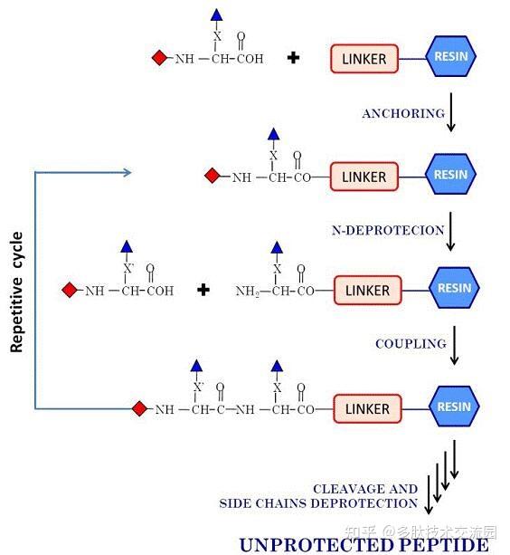 多肽合成技术 - 知乎
