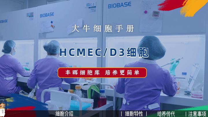 HCMEC/D3细胞培养，人脑微血管内皮细胞培养攻略-丰晖生物 - 知乎