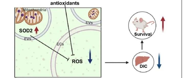 Nature Communications丨中性粒细胞通过释放SOD2囊泡保护脓毒症小鼠 - 知乎