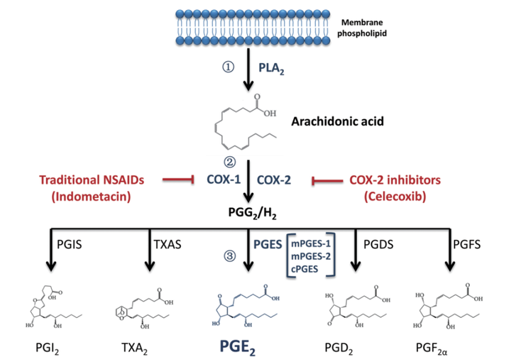 前列腺素E2(PGE2)信号通路及其生物学功能概述 - 知乎