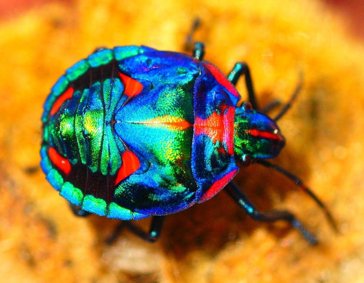 有哪些长的很好看的虫子？ - 知乎