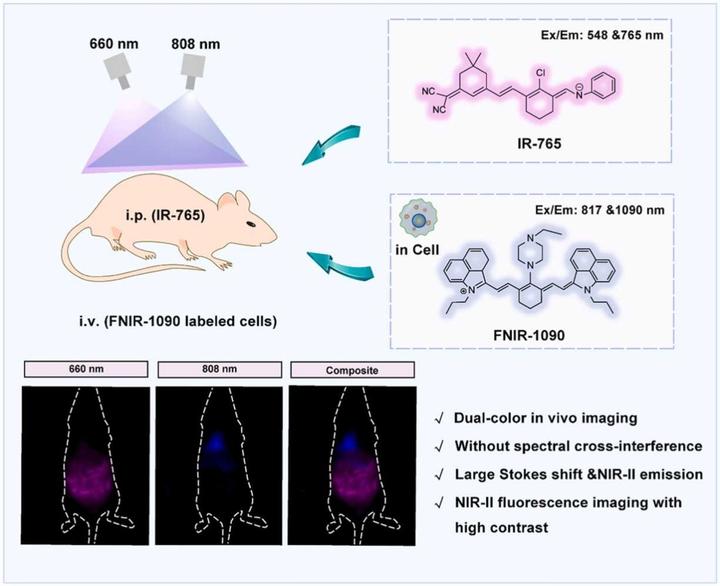 染料探针 | 实现体内无创、实时、双色NIR-II成像的近红外荧光探针 - 知乎
