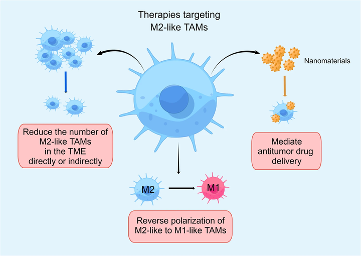 What? Why? How? 关于M2类肿瘤相关巨噬细胞的一切 - 知乎