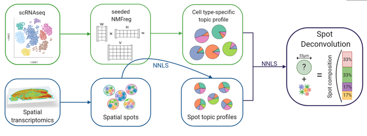 空间转录组分析---SPOTlight（1.0.1版本） - 知乎