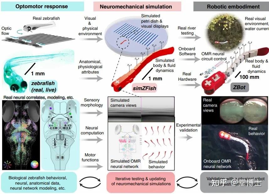 Sci.Rob.最新封面！EPFL造出复现斑马鱼视动反应的仿生机器鱼 - 知乎
