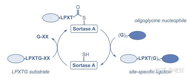 Sortase A偶联效率怎么样？ - 知乎