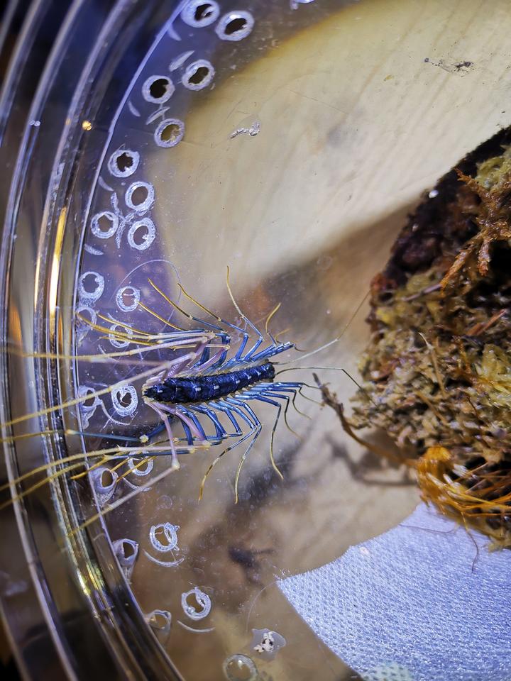 【Scutigeromorpha 】世界蚰蜒属征译名 分类 图鉴 - 知乎