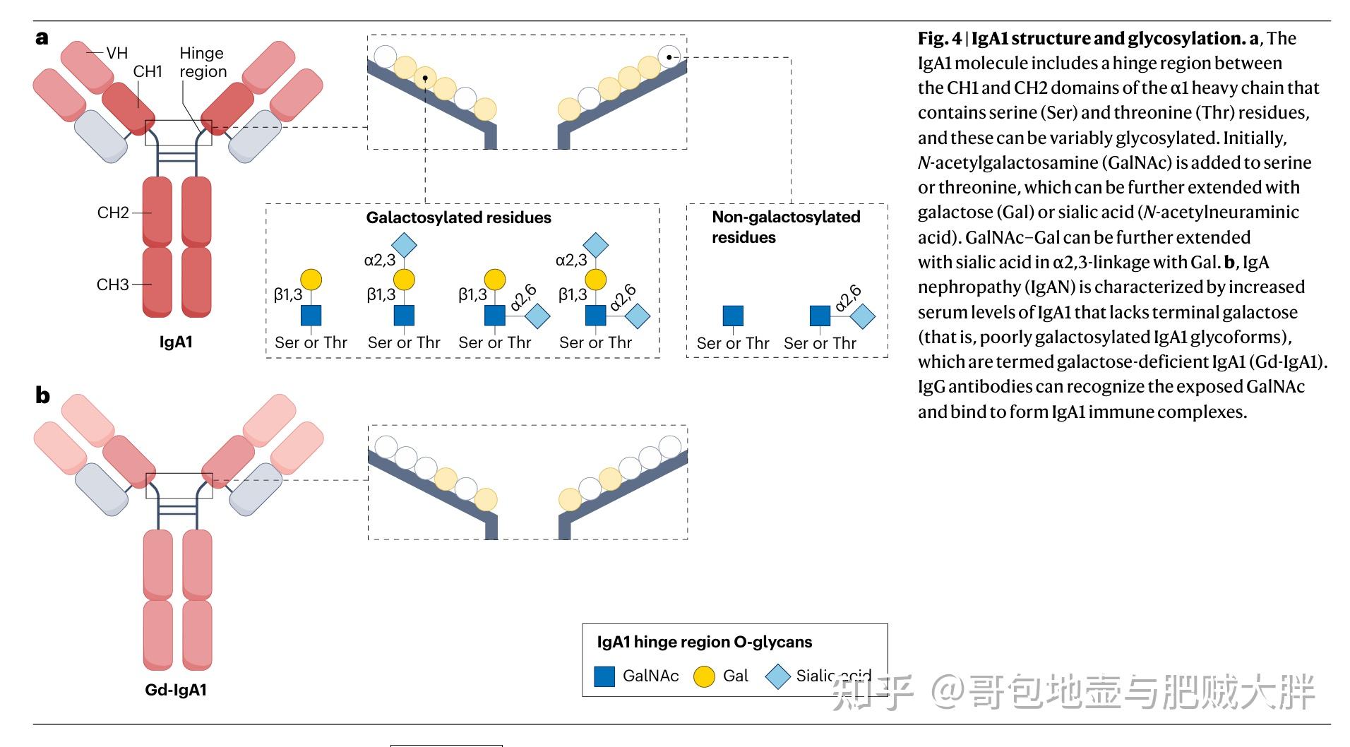 IgA肾病探秘之Gd-IgA1起源：3类糖基，4类反应，5种酶分子就是你手中的“埃兰迪尔之光”，助你看透治疗迷雾。 - 知乎