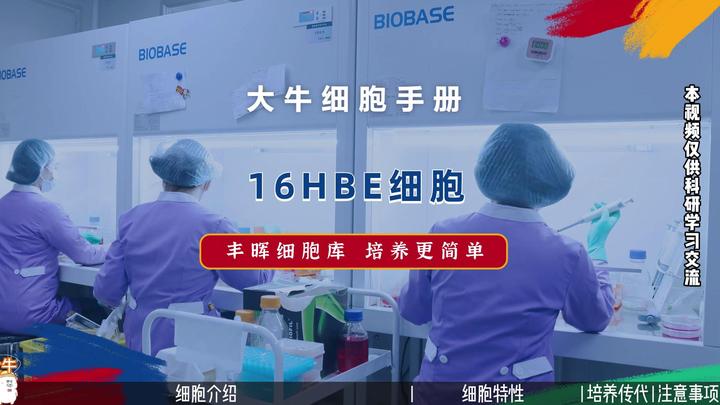 16HBE培养，人支气管上皮细胞培养攻略 - 丰晖生物 - 知乎