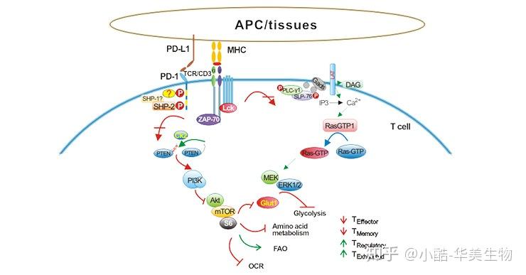 PD-1/PD-L1，肿瘤研究小白必知靶点 - 知乎