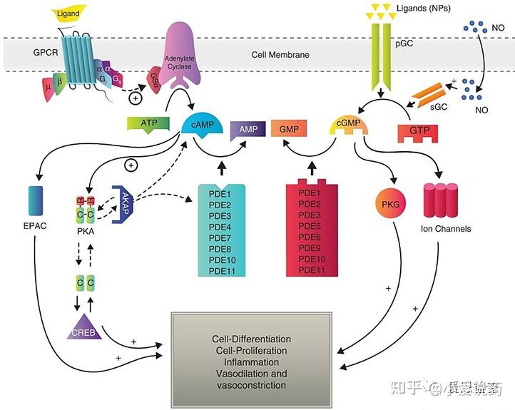 PDE(磷酸二酯酶) Panel_IBC - 知乎