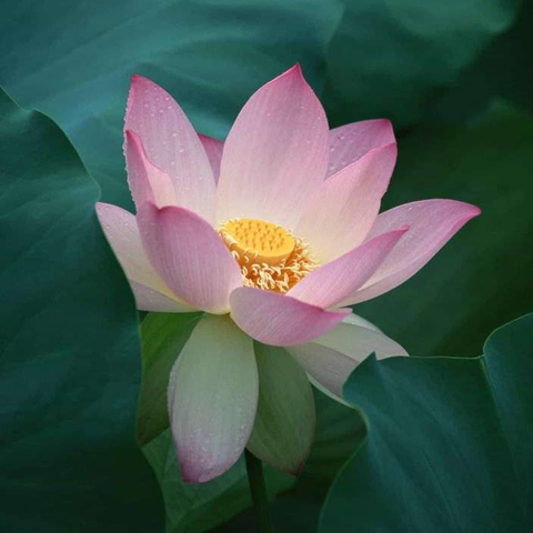 武水稀神旭東 - 知乎