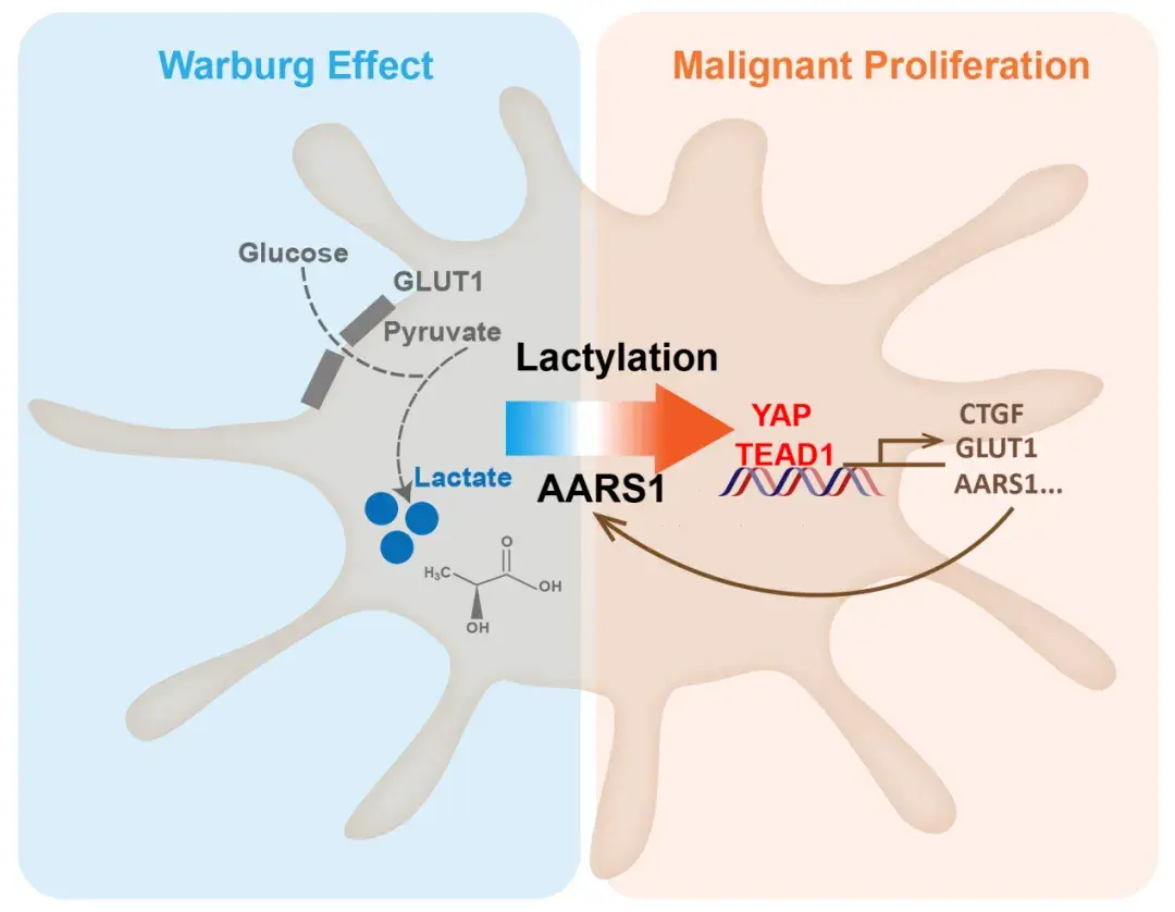 J Clin Invest | 复旦大学团队发现乳酸转移酶AARS1促进胃癌进展 - 知乎