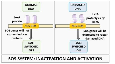 SOS维修--DNA修复系统（定义、组成、步骤） - 知乎