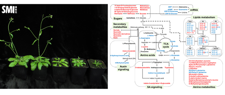 一作解读丨Front Plant Sci拟南芥种子萌发和幼苗生长过程中的代谢变化 - 知乎