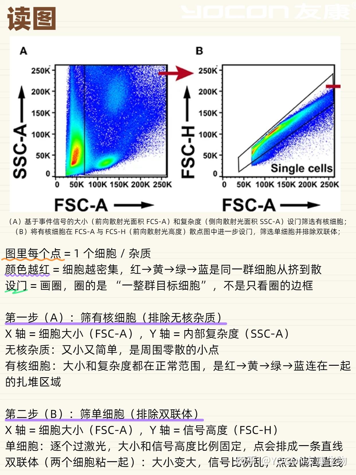 流式细胞术fsc和ssc代表什么？ - 知乎