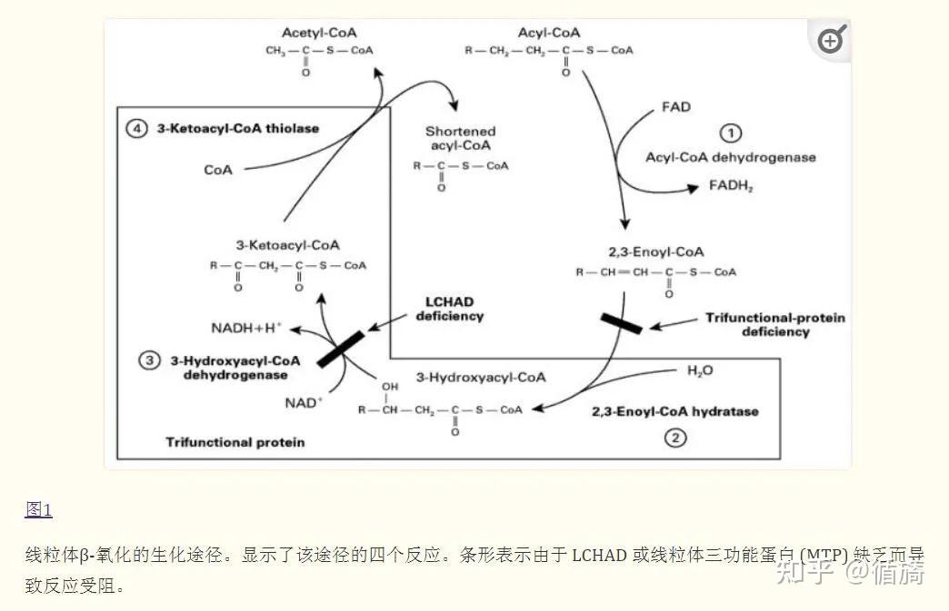 LCHAD长链羟酰辅酶A脱氢酶缺乏症/TFP三功能蛋白缺乏症：引起脑病、肝功能障碍、心肌病的长链脂肪酸氧化障碍疾病 - 知乎