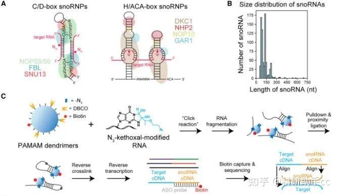 何川/潘涛团队开发新技术，揭示snoRNA促进蛋白分泌新机制 - 知乎