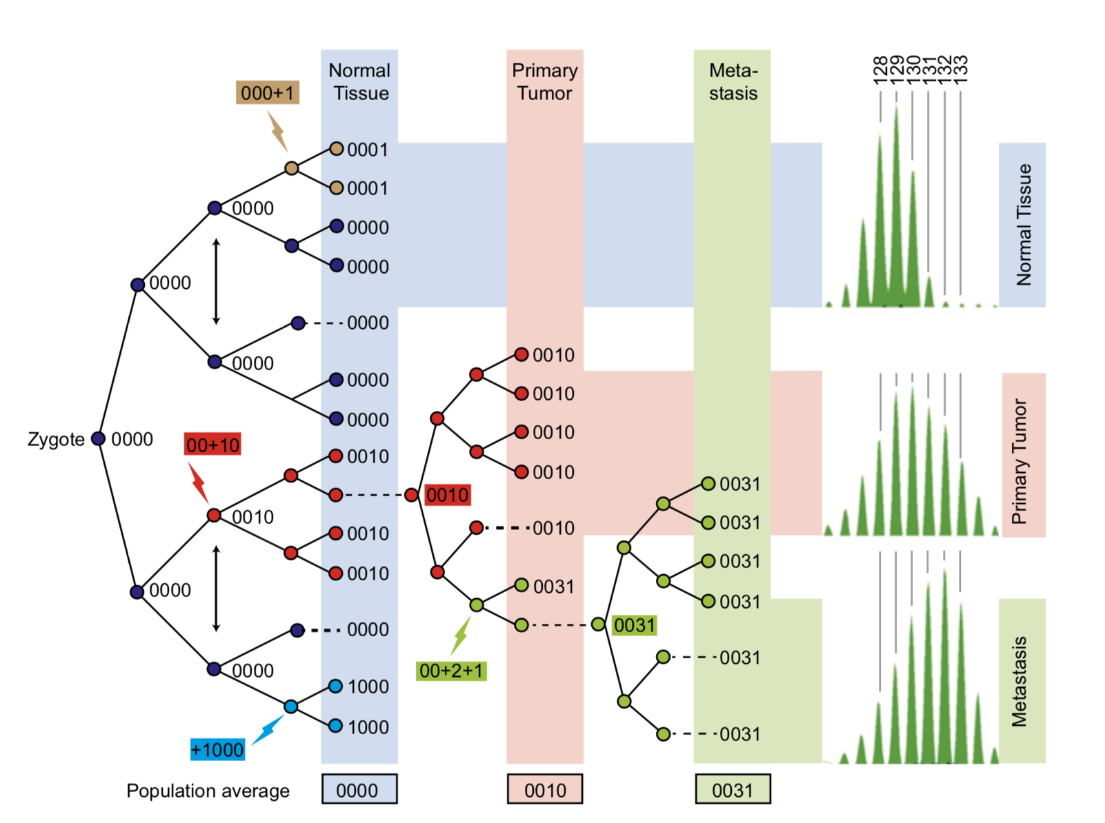 trace cell lineage - JSD - 知乎