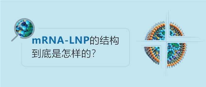 mRNA-LNP的结构到底是怎样的？ - 知乎
