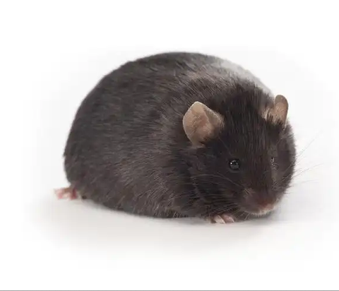 DIO-B6小鼠｜高脂饮食诱导的肥胖小鼠模型（DIO） - 知乎